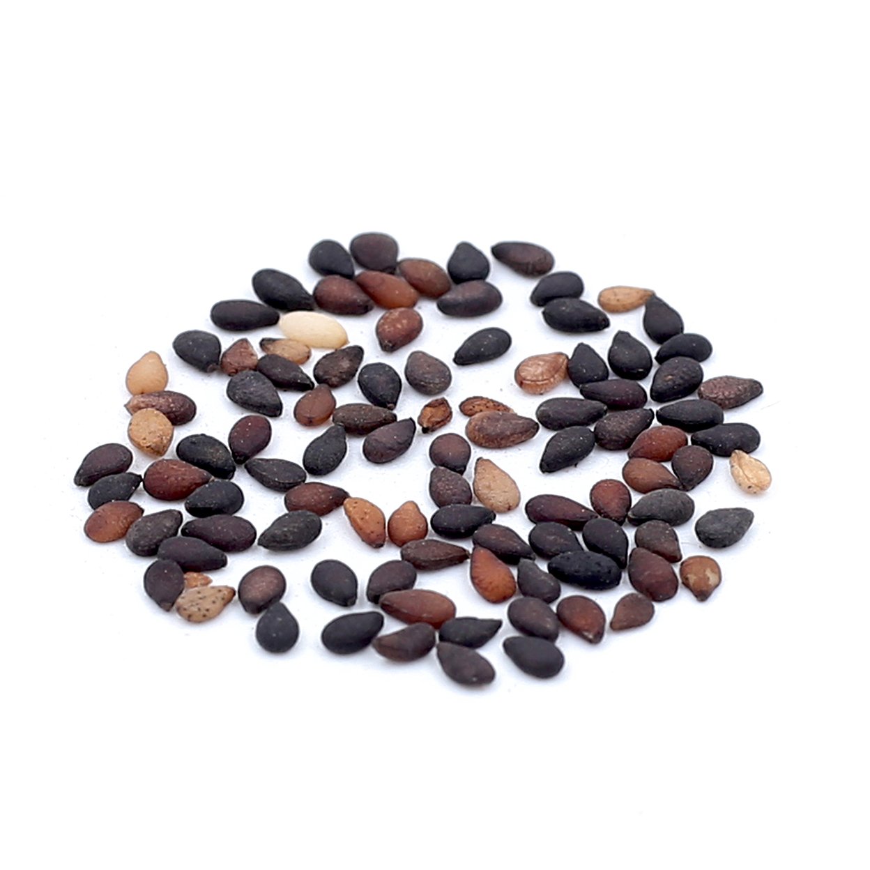 Mūrcita Taila (Cured Sesame Oil) – AYULANKA Ayurvedic Products